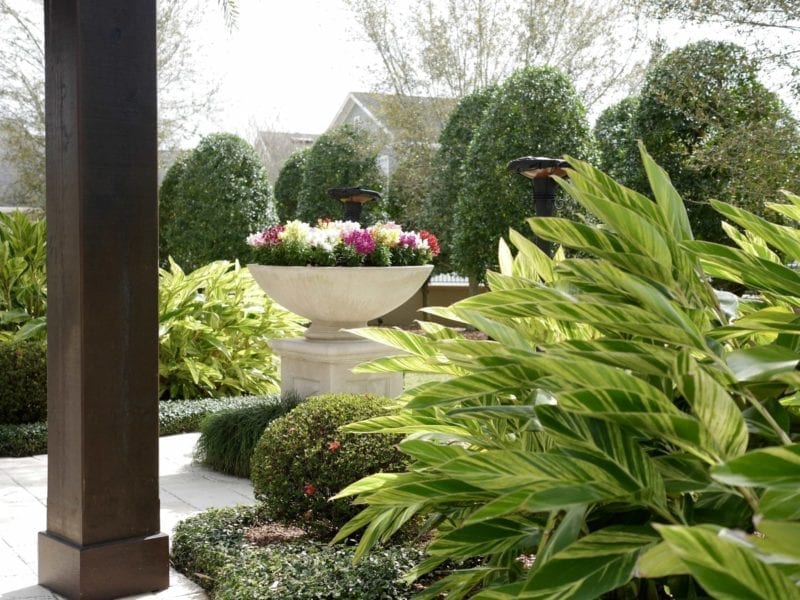 Snapdragons - How to use them in Containers and as Borders