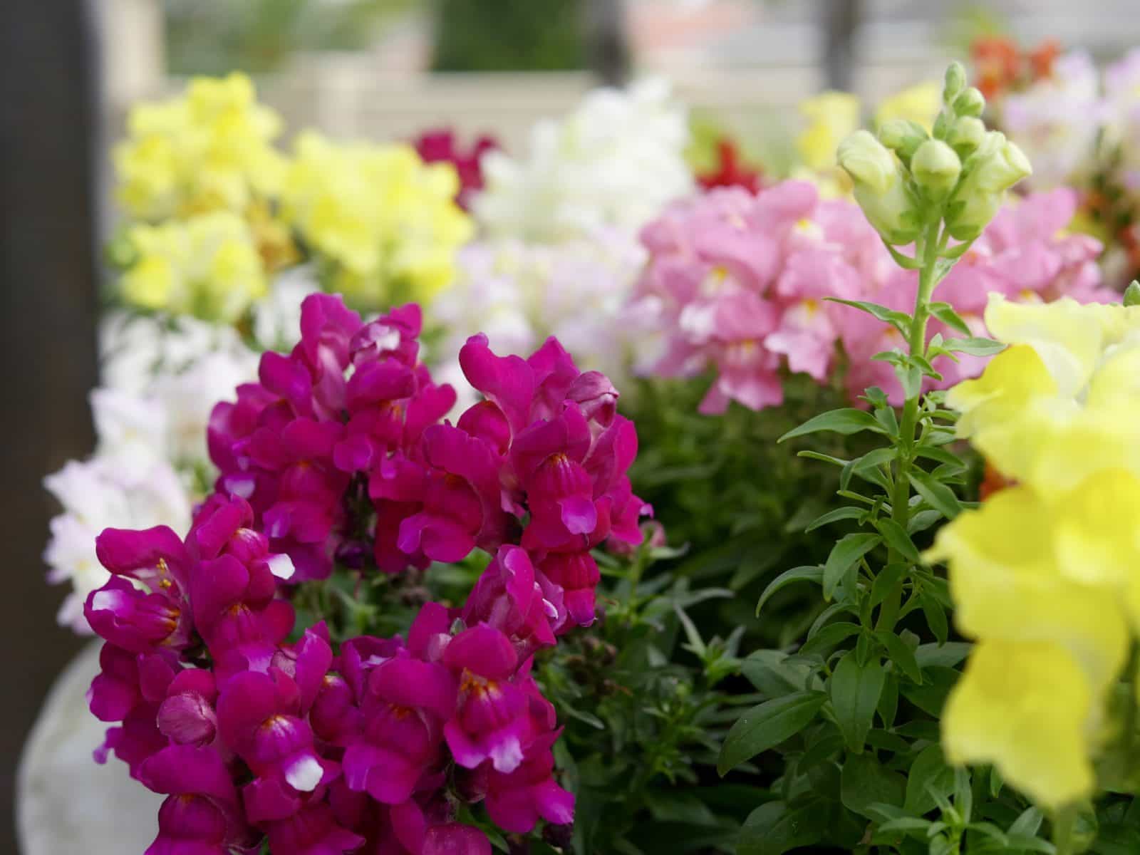 Snapdragons - How to use them in Containers and as Borders