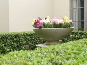 Snapdragons - How to use them in Containers and as Borders