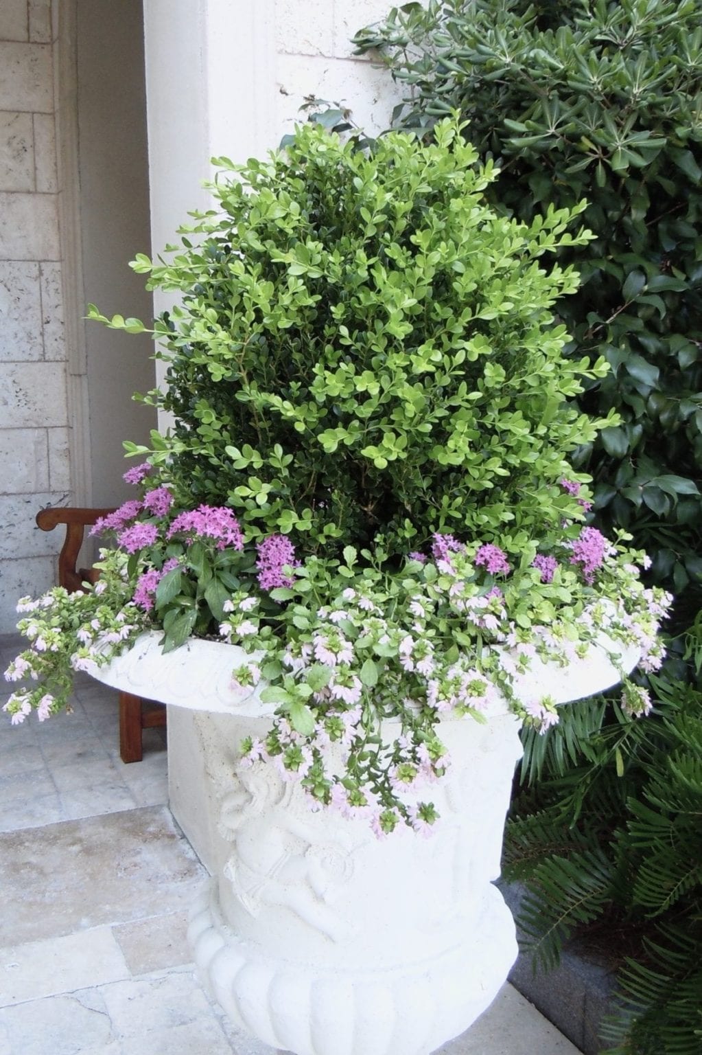 Boxwood Hedge - How to grow, where to plant and Inspiration!