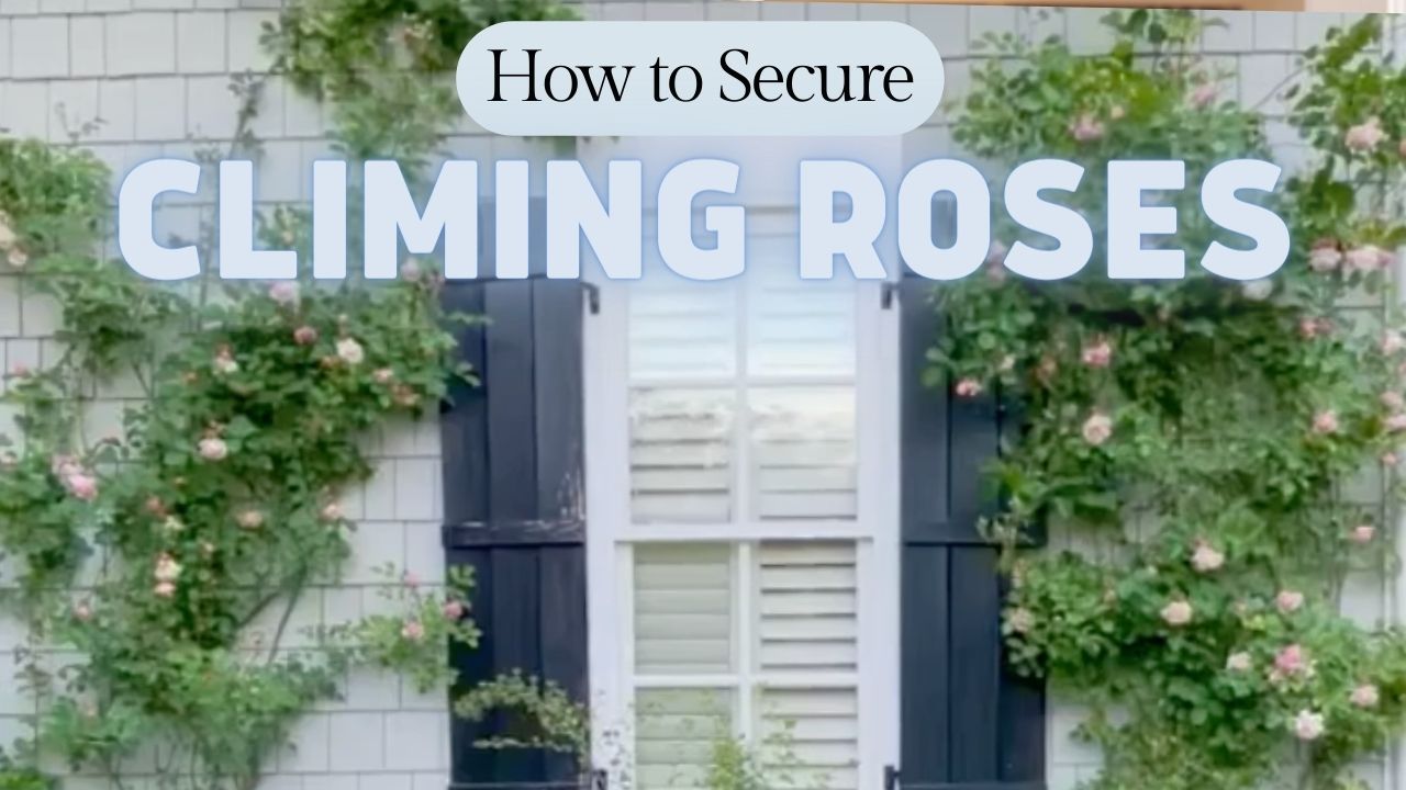 How to Train Climbing Roses - bluegraygal