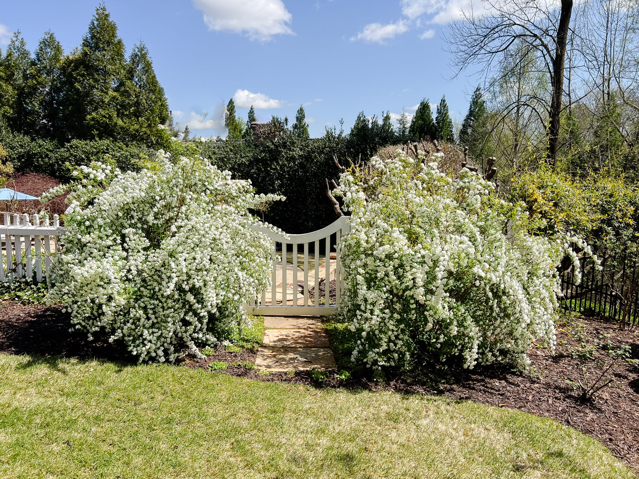See the Magic of Bridal Wreath Spiraea! (2024)